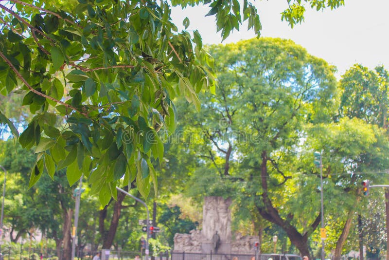 Trees Branches Detail Nature Outside Foliage Street Stock Image - Image ...