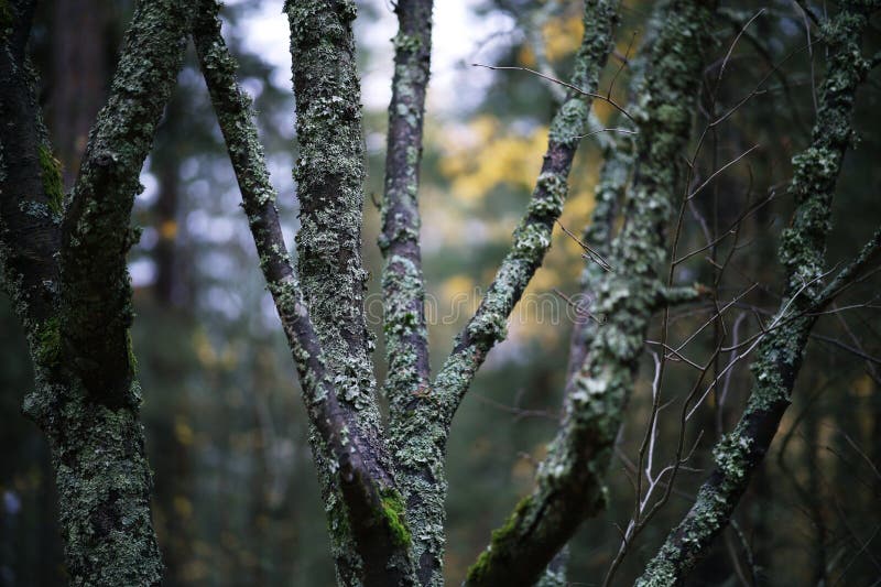 Trees and Branches in the Forest Covered with Lichen Stock Photo ...