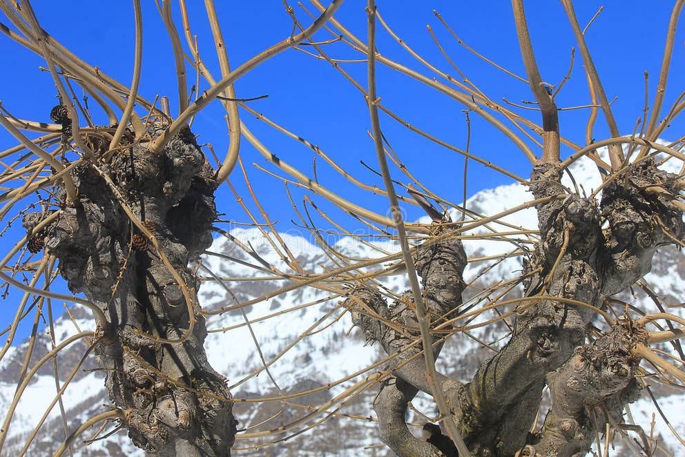 Trees and Branches in Front of Mountains Stock Photo - Image of ...