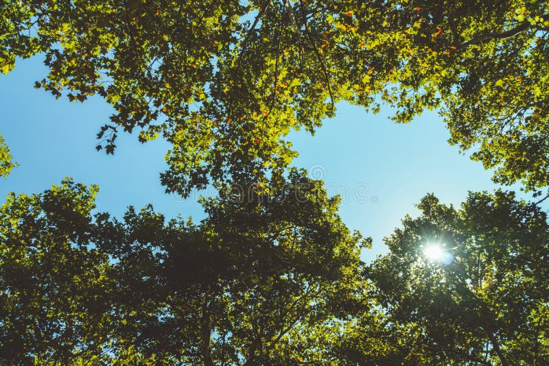 Trees Branches and Leaves on Summer Sky Stock Image - Image of foliage ...