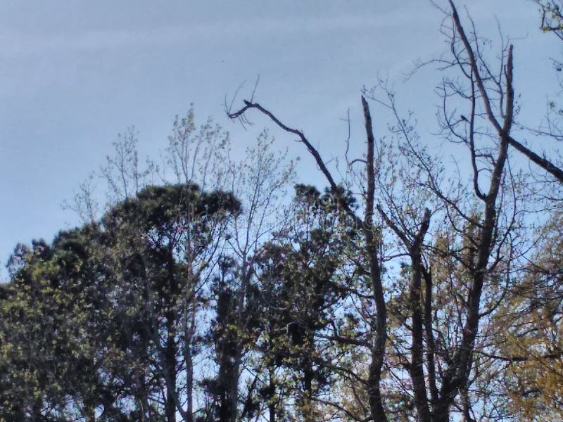 Trees,Branches and Nature stock photo. Image of structure - 177758366