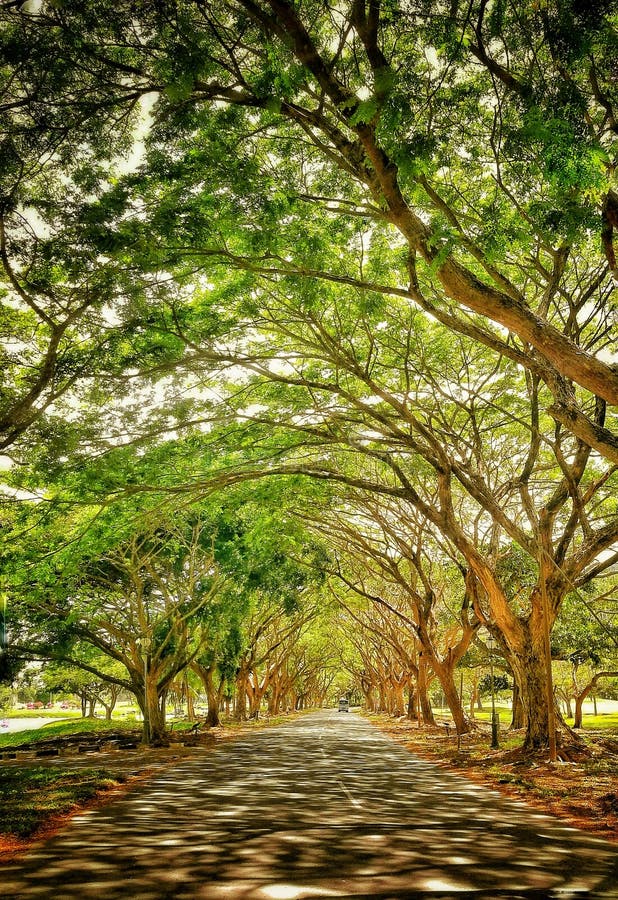 Trees with branches stock image. Image of spring, jungle - 88801763