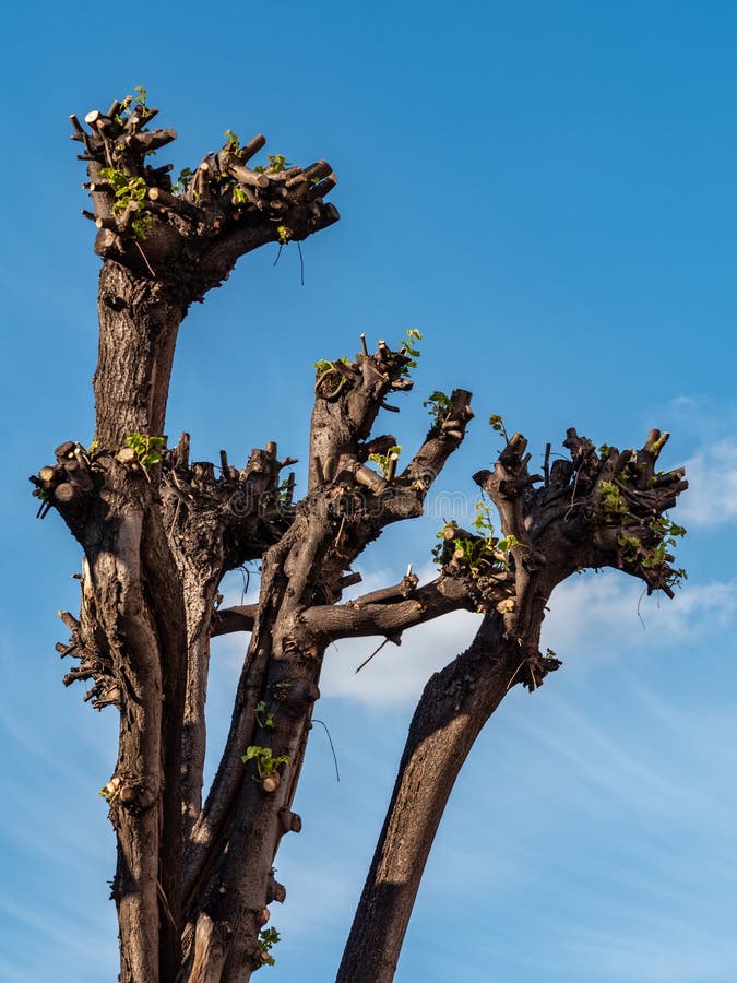 Trees without branches stock photo. Image of hairdo - 139040766
