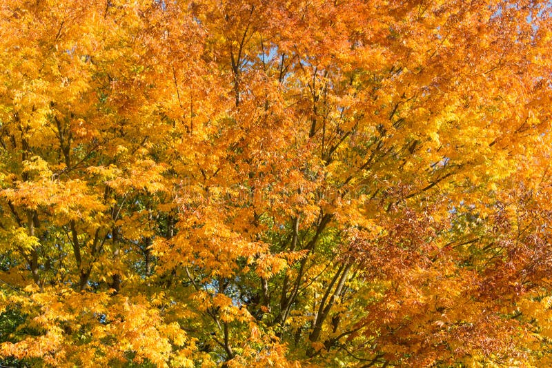 Trees during bright stock photo. Image of rural, season - 43415822