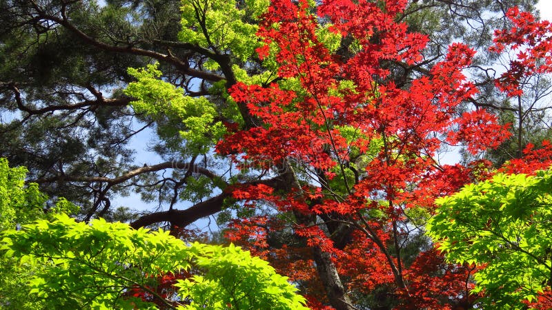 Bright Red and Green Leaf Trees Stock Image - Image of wooden, forest ...