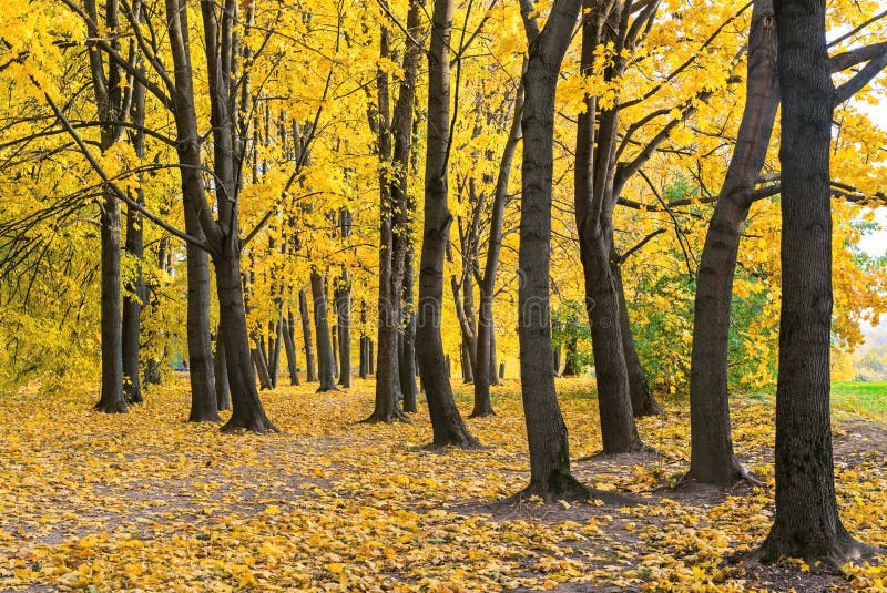 Trees with Bright Yellow Leaves. Autumn Landscape Stock Image - Image ...