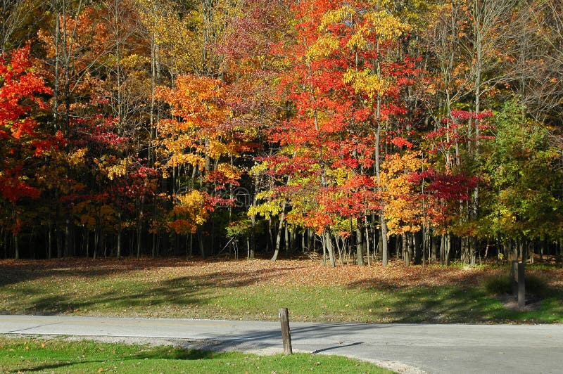 Trees in Brilliant Fall Colors Stock Image - Image of yellow, woods: 317003