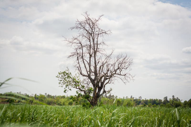 Trees in broad meadows stock photo. Image of landscape - 89785334