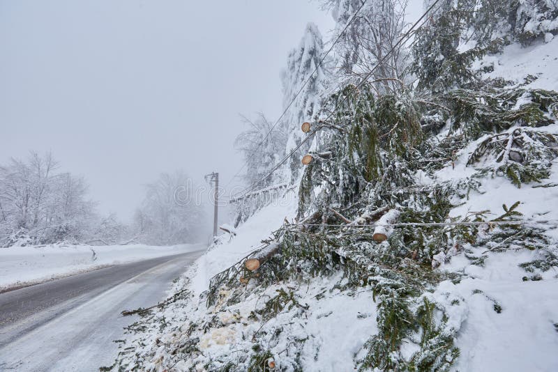 Trees Broken by Snow Avalanche Stock Image - Image of scenery, season ...