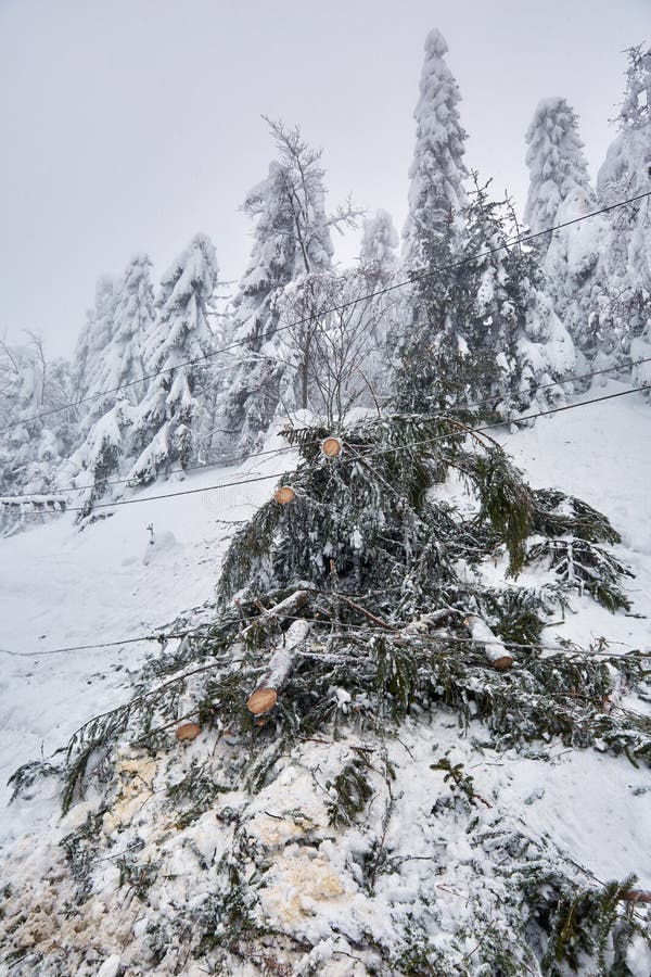 Trees Broken by Snow Avalanche Stock Image - Image of scenery, season ...
