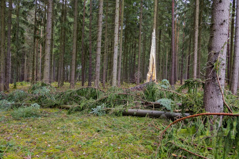 Trees Broken by Storm in the Forest Stock Image - Image of unroot ...