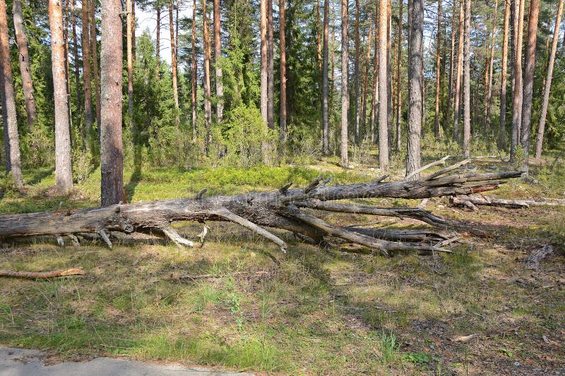 Trees Broken by Strong Wind in the Forest Stock Photo - Image of spruce ...