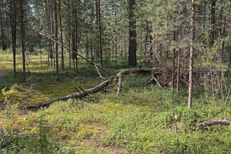 Trees Broken by Strong Wind in the Forest Stock Photo - Image of ...