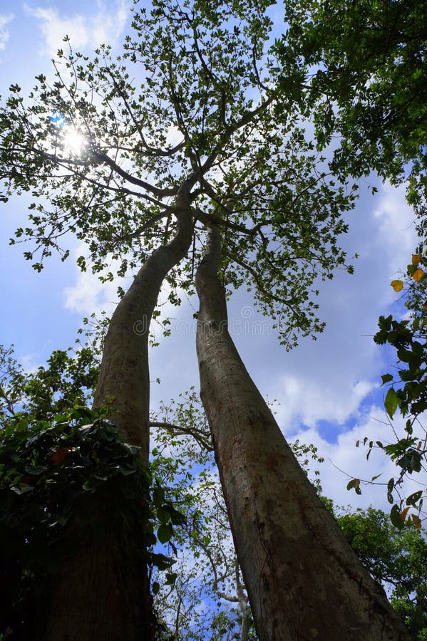 Trees brothers. stock photo. Image of empv, grew, hugging - 88987094