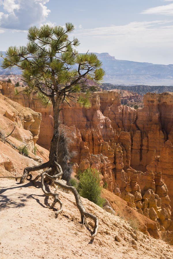 Trees in bryce canyon stock image. Image of highland - 149059497