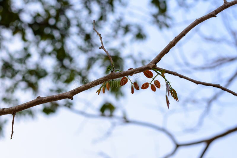 The Trees are Budding Leaves Stock Photo - Image of leaves, growing ...