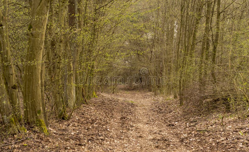 A Forest Path Leading through a Row of Deciduous Trees . Stock Photo ...