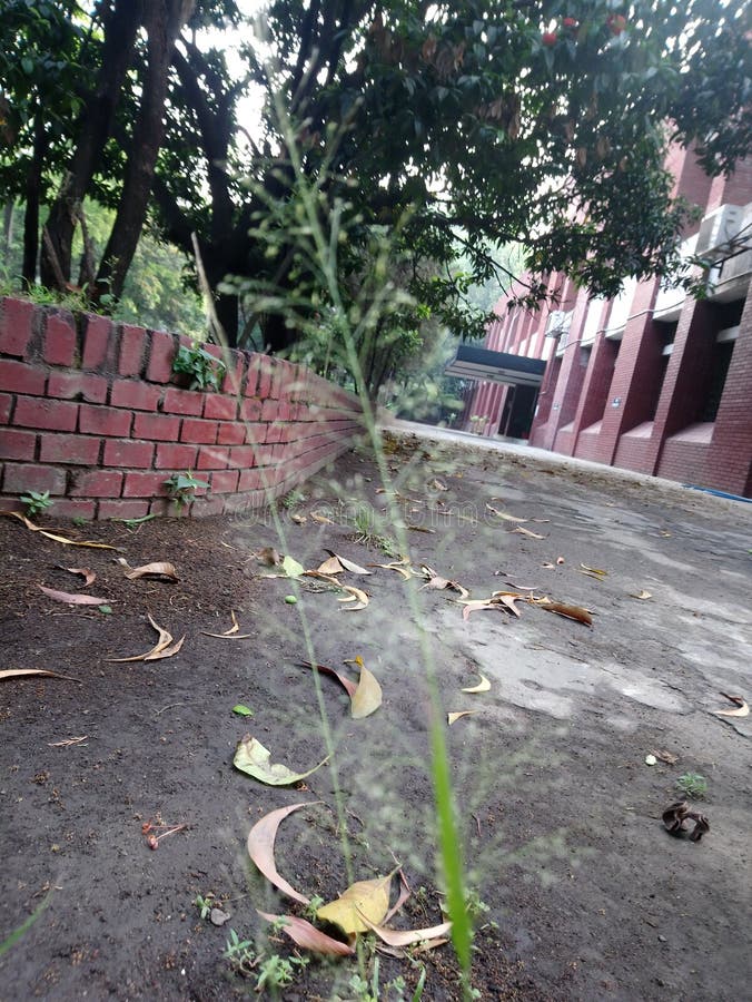 Trees and building stock image. Image of clear, clean - 117033375