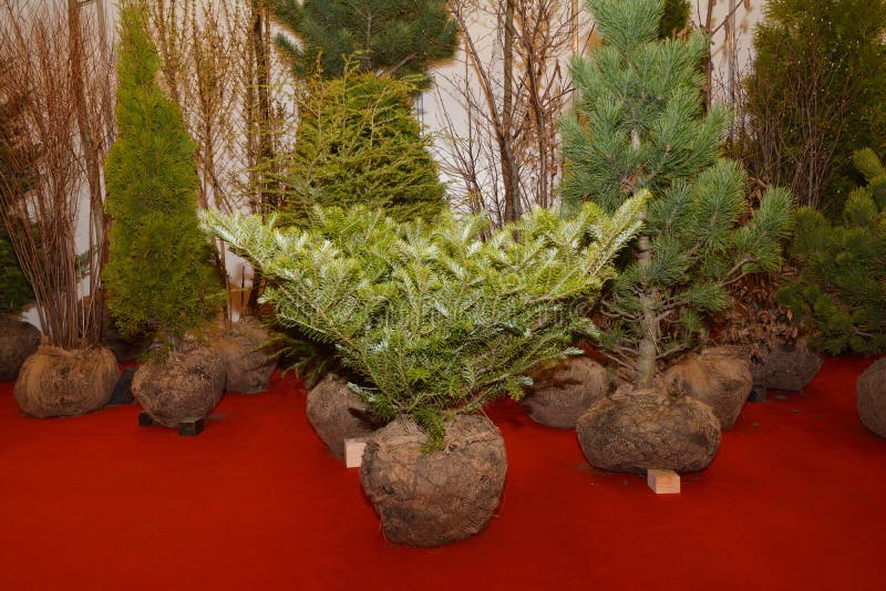 Trees with Burlap Root Balls Ready for Transplanting Stock Image ...