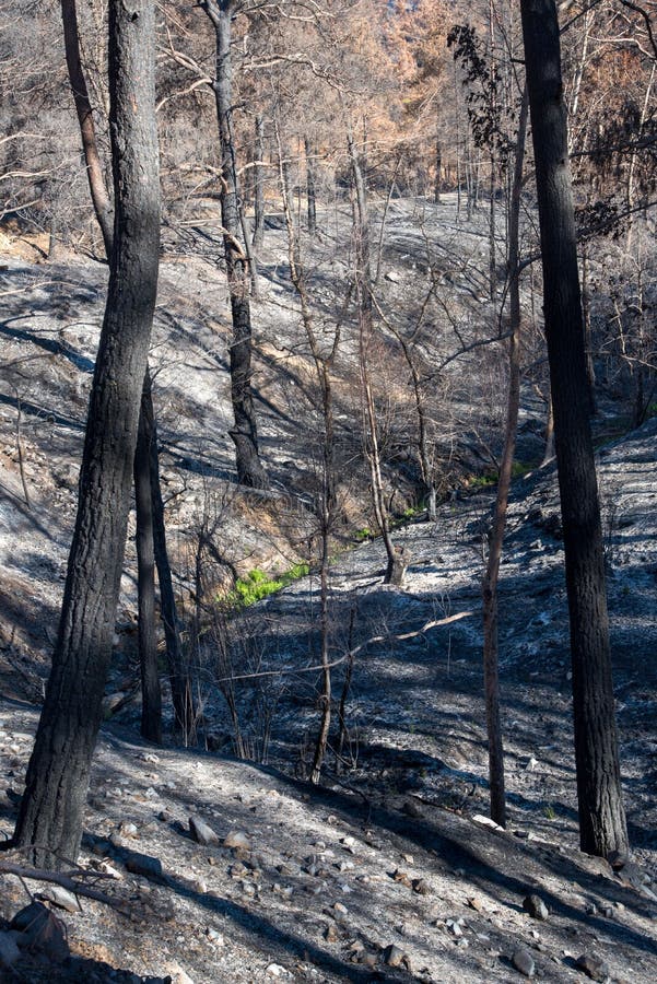 Trees Burned and Ashes on the Ground after Forest Fire Stock Image ...