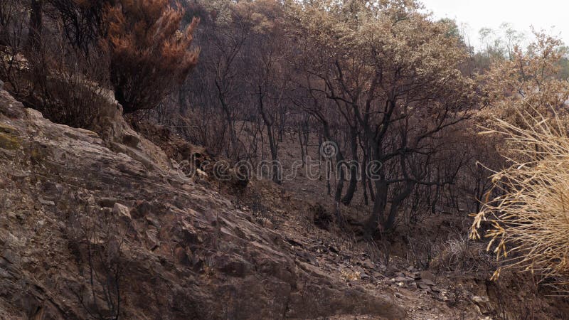 Trees Burned by the Fire that Destroyed the Protected Forest in the ...