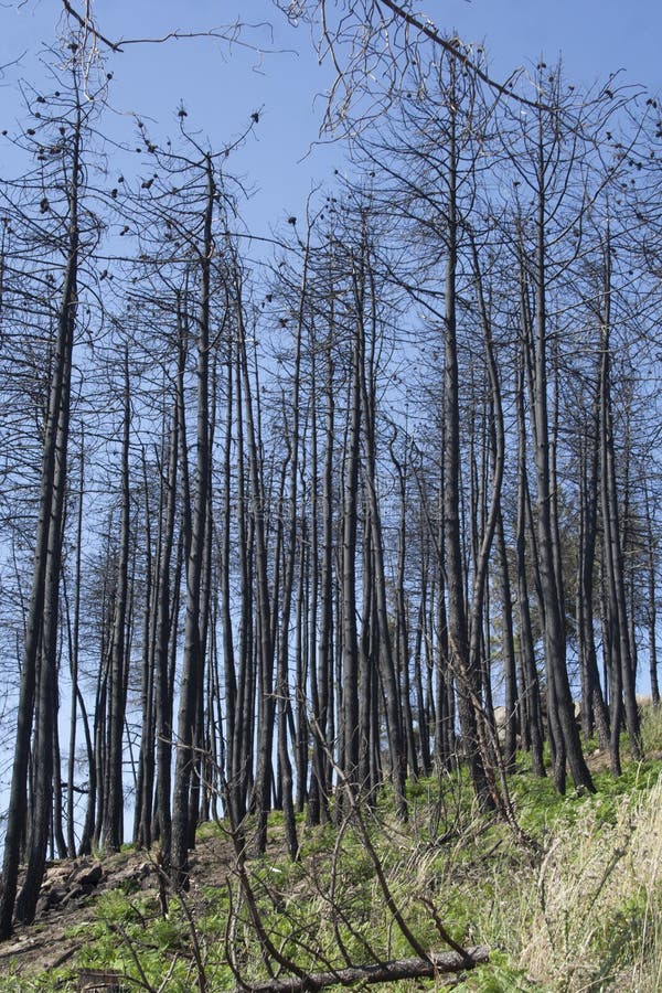 Trees burned in a fire stock image. Image of ecology - 32012651