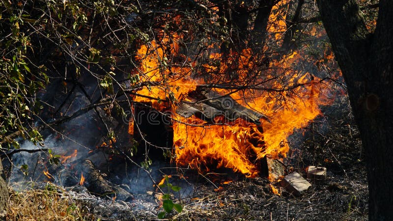 Trees are Burning in a Forest Fire. Fire in the Grass. Burning Grass in ...