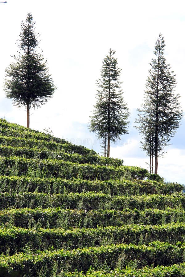 Trees and bush stock photo. Image of green, farm, lifestyle - 26393328