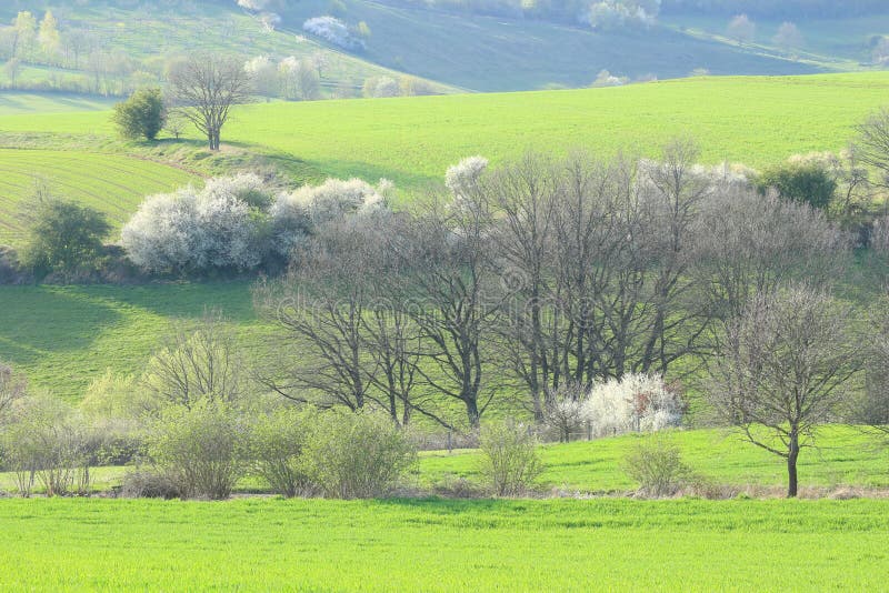 Trees, bushes and fields stock image. Image of trees - 203370005