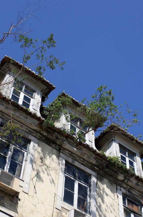 Trees and Bushes Growing on the Roof Stock Photo - Image of house ...