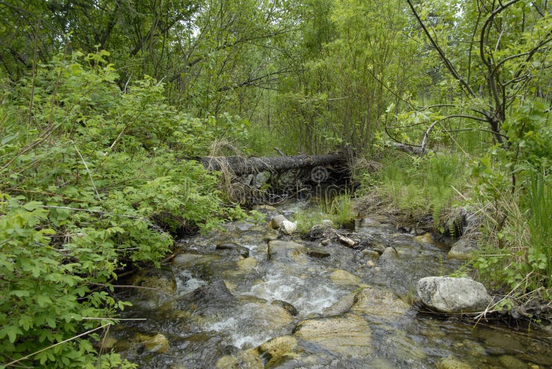 Small Stream through the Forest Stock Image - Image of running, stream ...