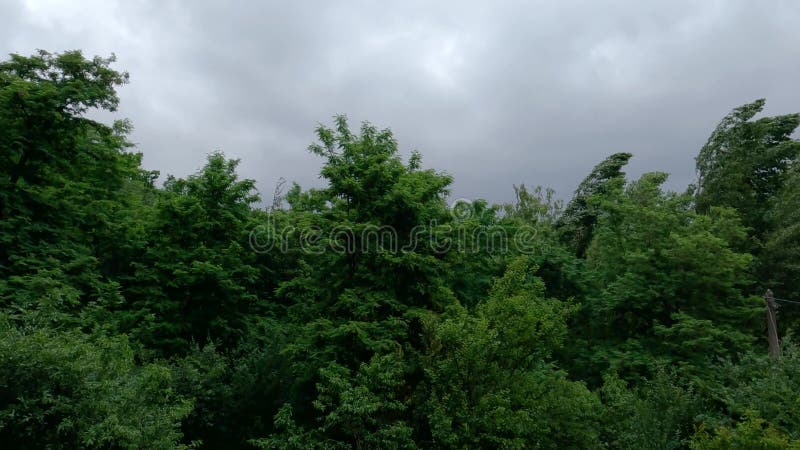 Trees and Bushes in Park in Heavy Wind before Thunderstorm Stock ...