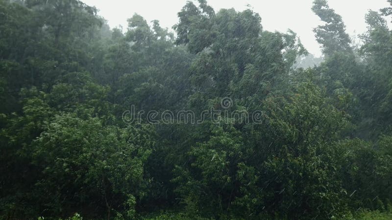 Trees and Bushes in Park during a Squall in Summer Stock Footage ...