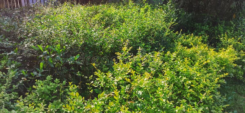 Trees and Bushes in the Garden Stock Image - Image of grow, shrub ...