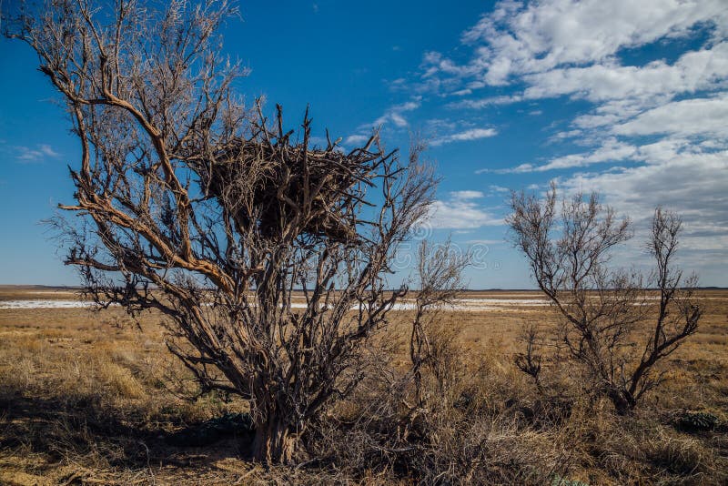 Haloxylon. Saxaul Tree In Desert, Spring Morning, Kazakhstan, Haloxylon ...