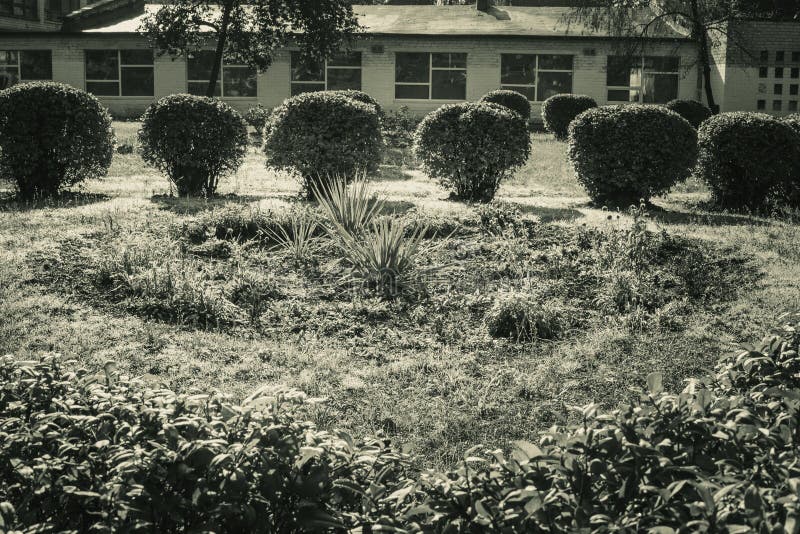 Trees and Bushes on the School Grounds. Stock Photo - Image of foliage ...