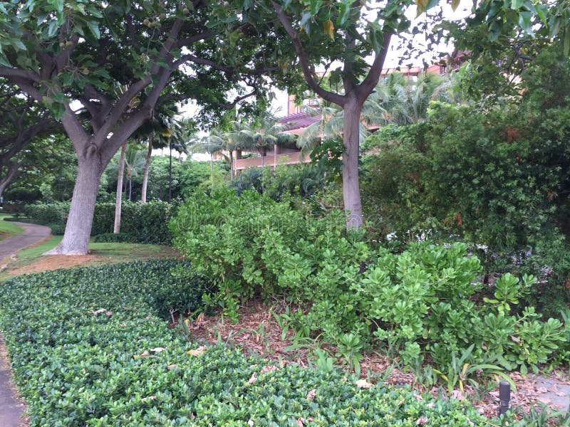 Trees and Bushes stock image. Image of garden, leaves - 78848563