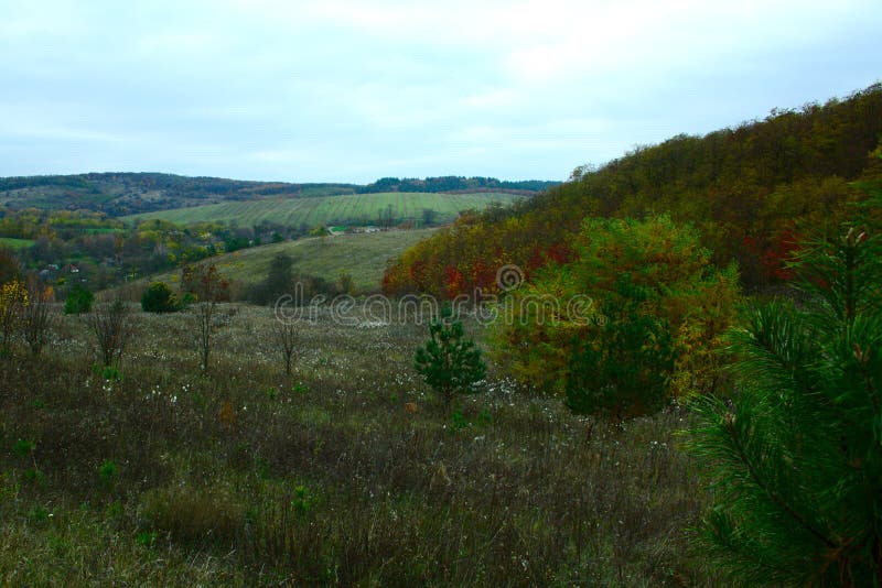 Trees and Bushes are Small, Fluffy Pine, Rolling Hills Stock Photo ...