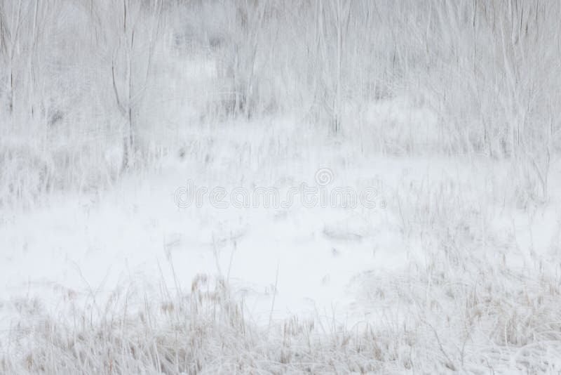 Trees and bushes in snow. stock image. Image of plants - 368437751
