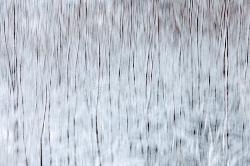 Trees and bushes in snow. stock photo. Image of abstract - 368437782