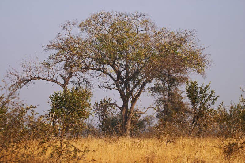 Trees in a Bushveld Setting Stock Image - Image of thorn, bushveld: 6042601