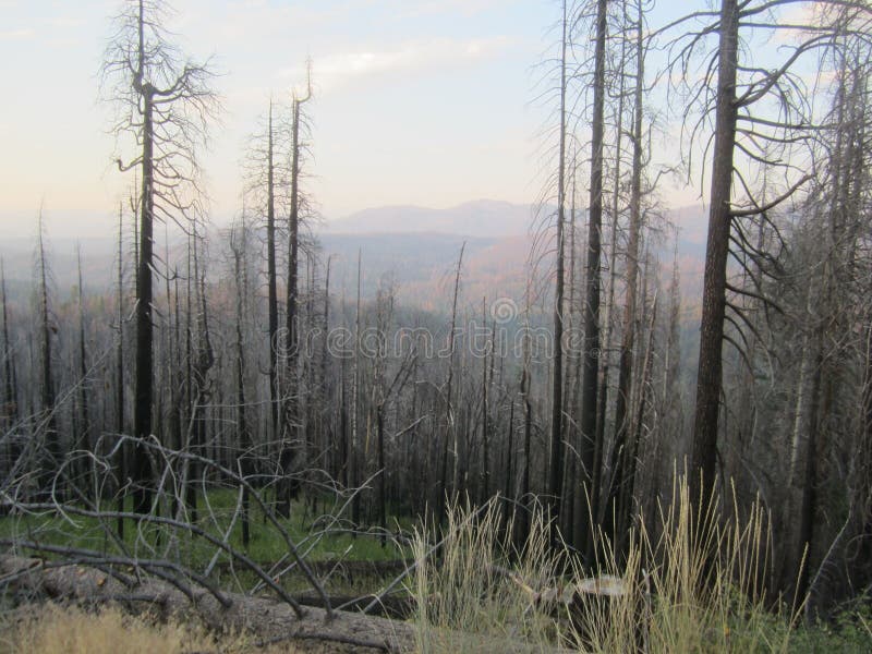 Desolate Forest after Wildfires Stock Photo - Image of plant, desolate ...