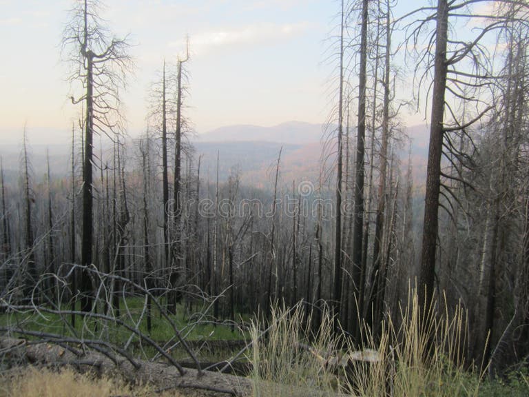 Desolate Forest after Wildfires Stock Photo - Image of plant, desolate ...