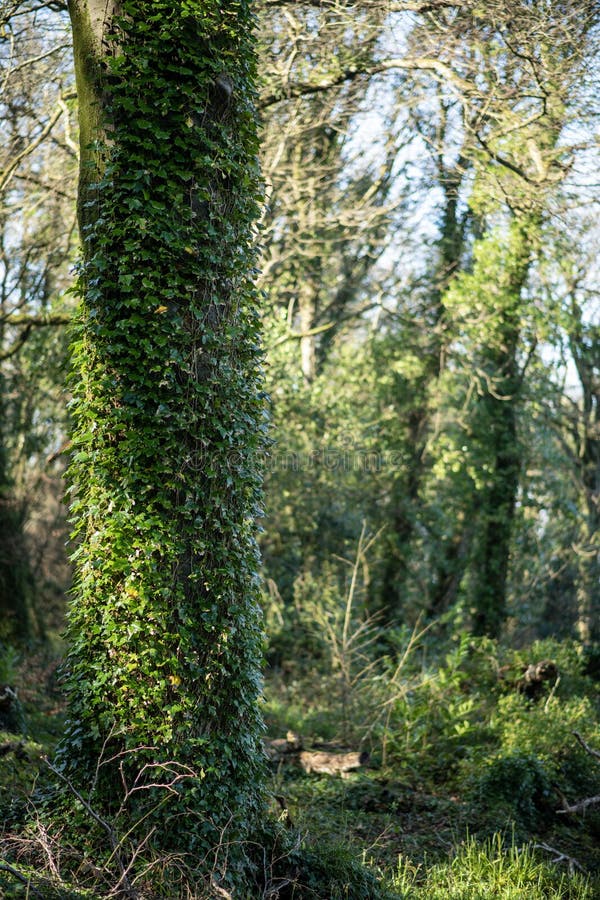 Trees in camera lens stock photo. Image of lens, wallpaper - 242963066