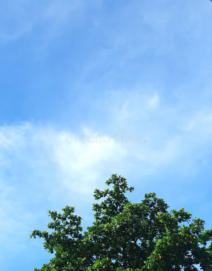 Trees Grow because of the Sun Stock Photo - Image of forest, meadow ...