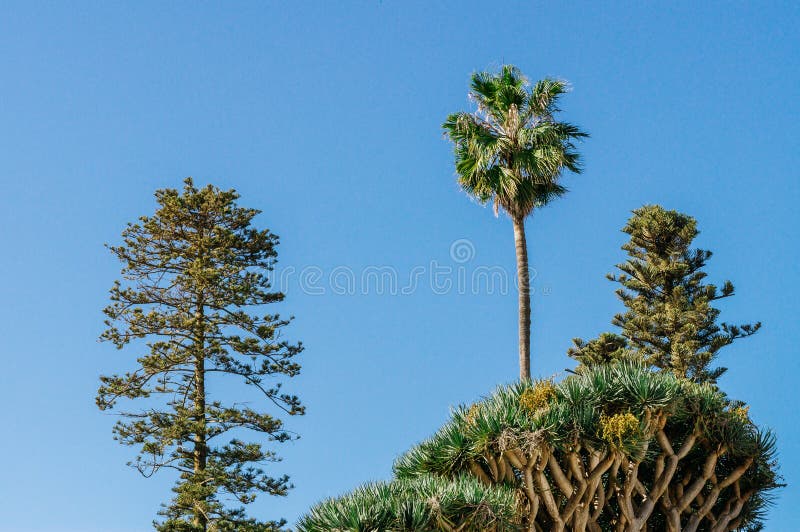 Trees of Canary islands stock photo. Image of flora, sunlight - 90710070