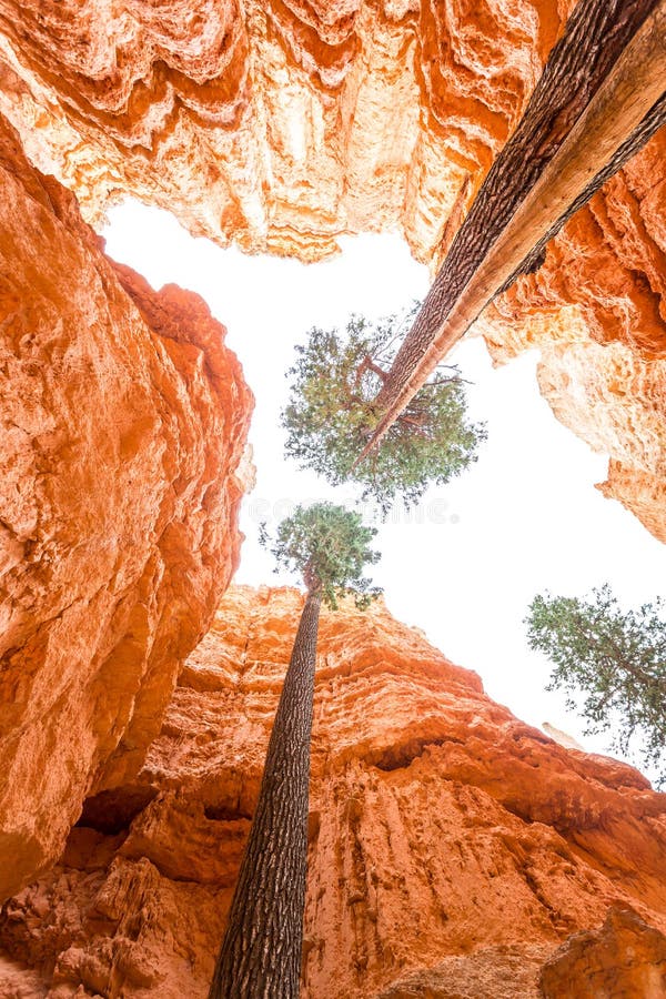 Trees at the canyon. stock image. Image of erosion, canyon - 84114749