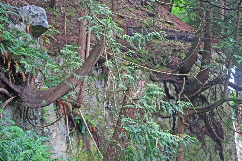 Capilano Rain Forest, Canada Stock Image - Image of tree, canada: 114275421