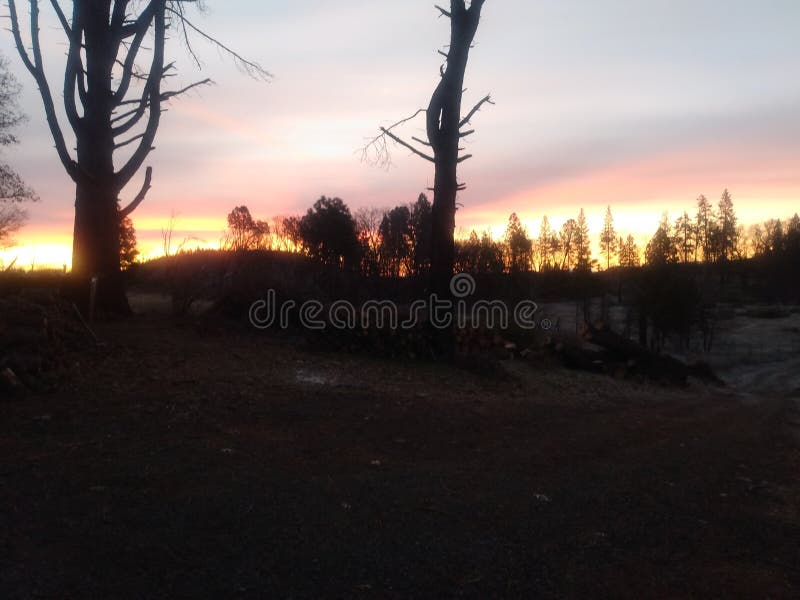 Trees Capture Fire Light of Sunrise Stock Photo - Image of trees, light ...