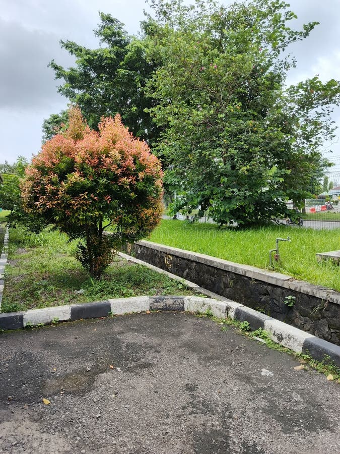 Trees in the car park area stock image. Image of plant - 360585919